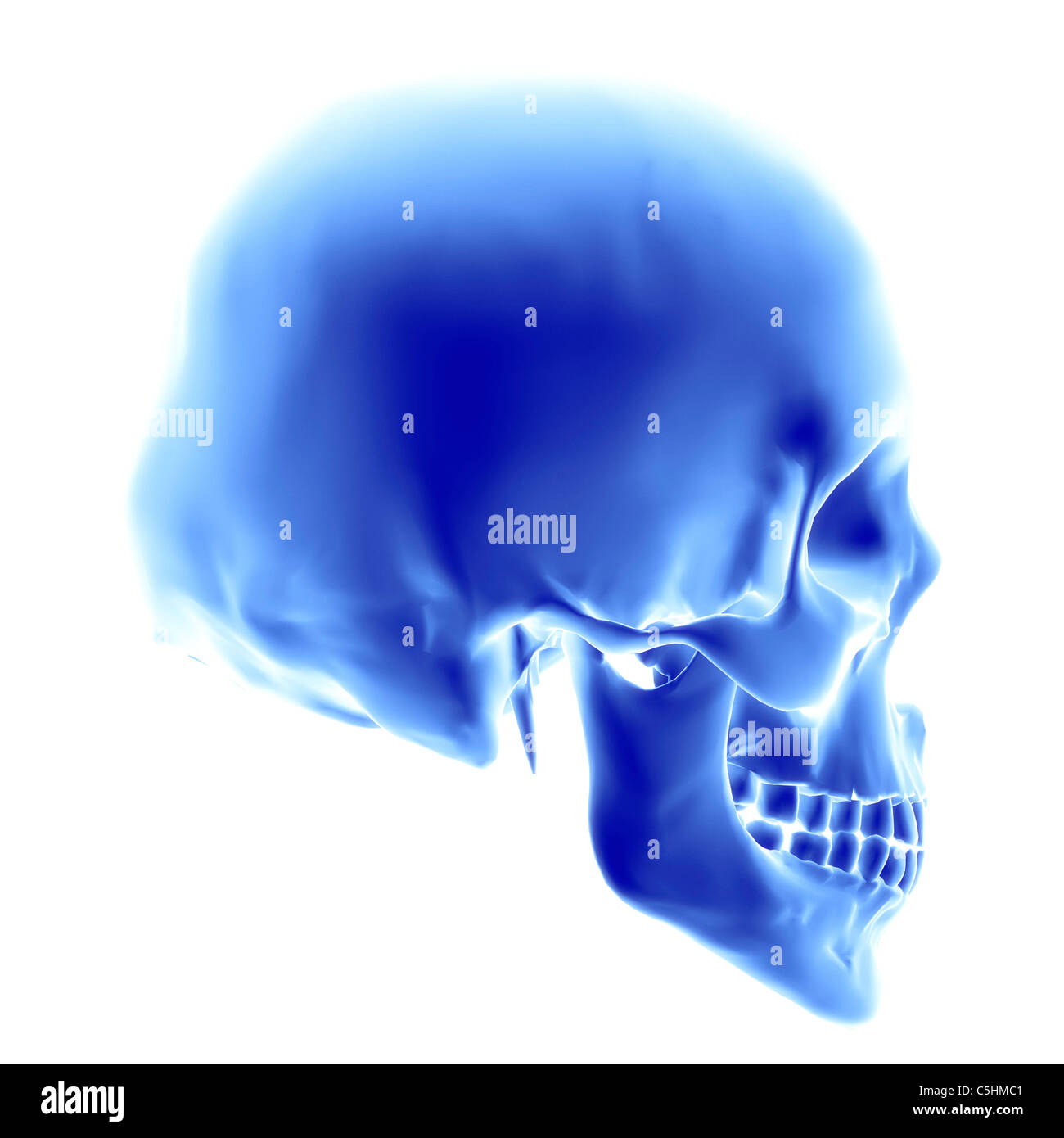 Skull, computer artwork Stock Photo - Alamy