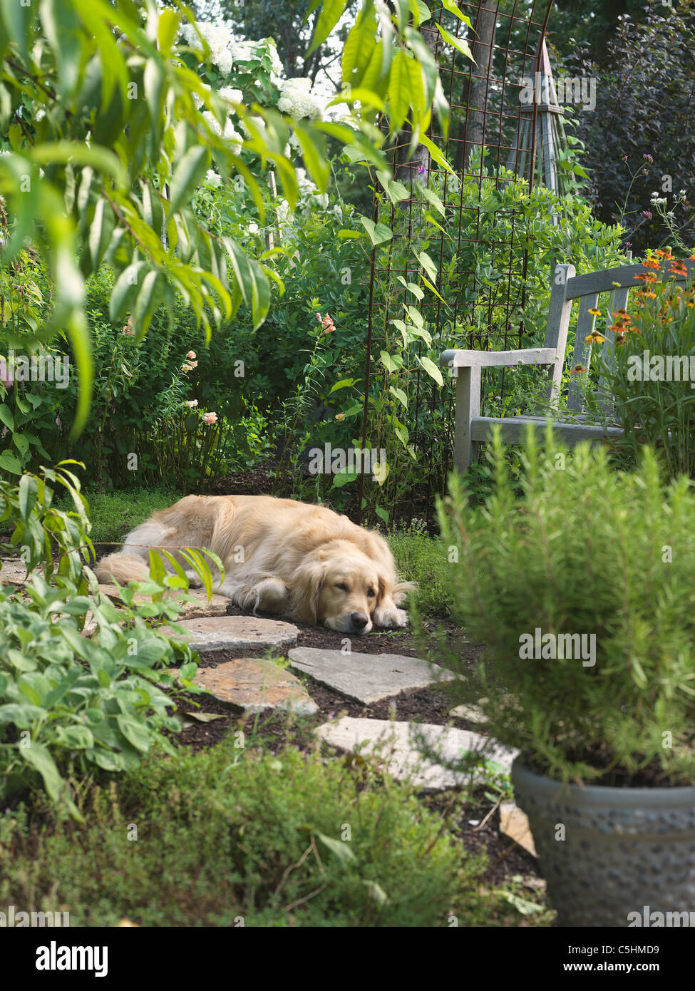 dog resting in garden Stock Photo - Alamy