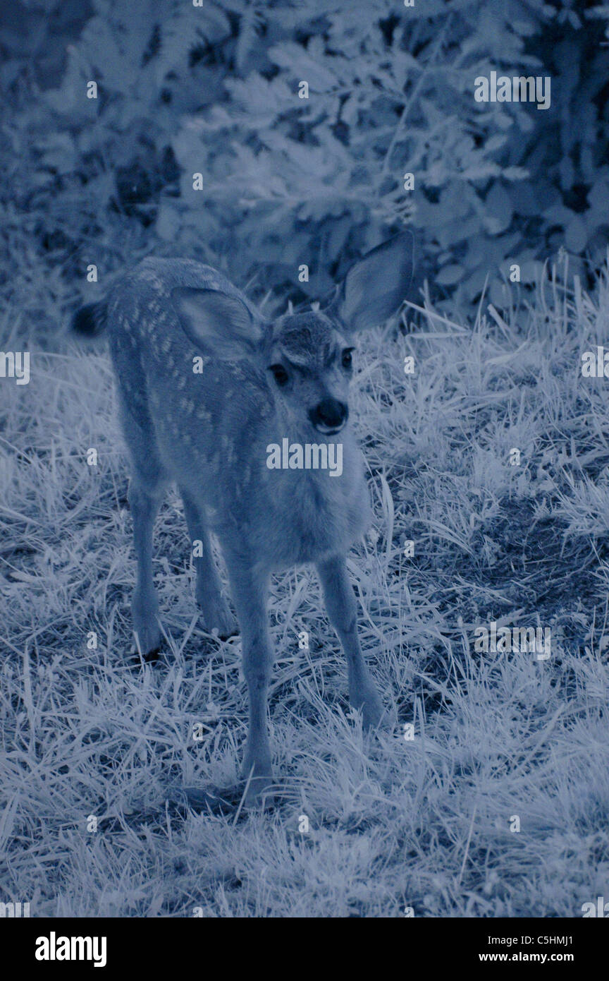 Infrared animal hi-res stock photography and images - Alamy