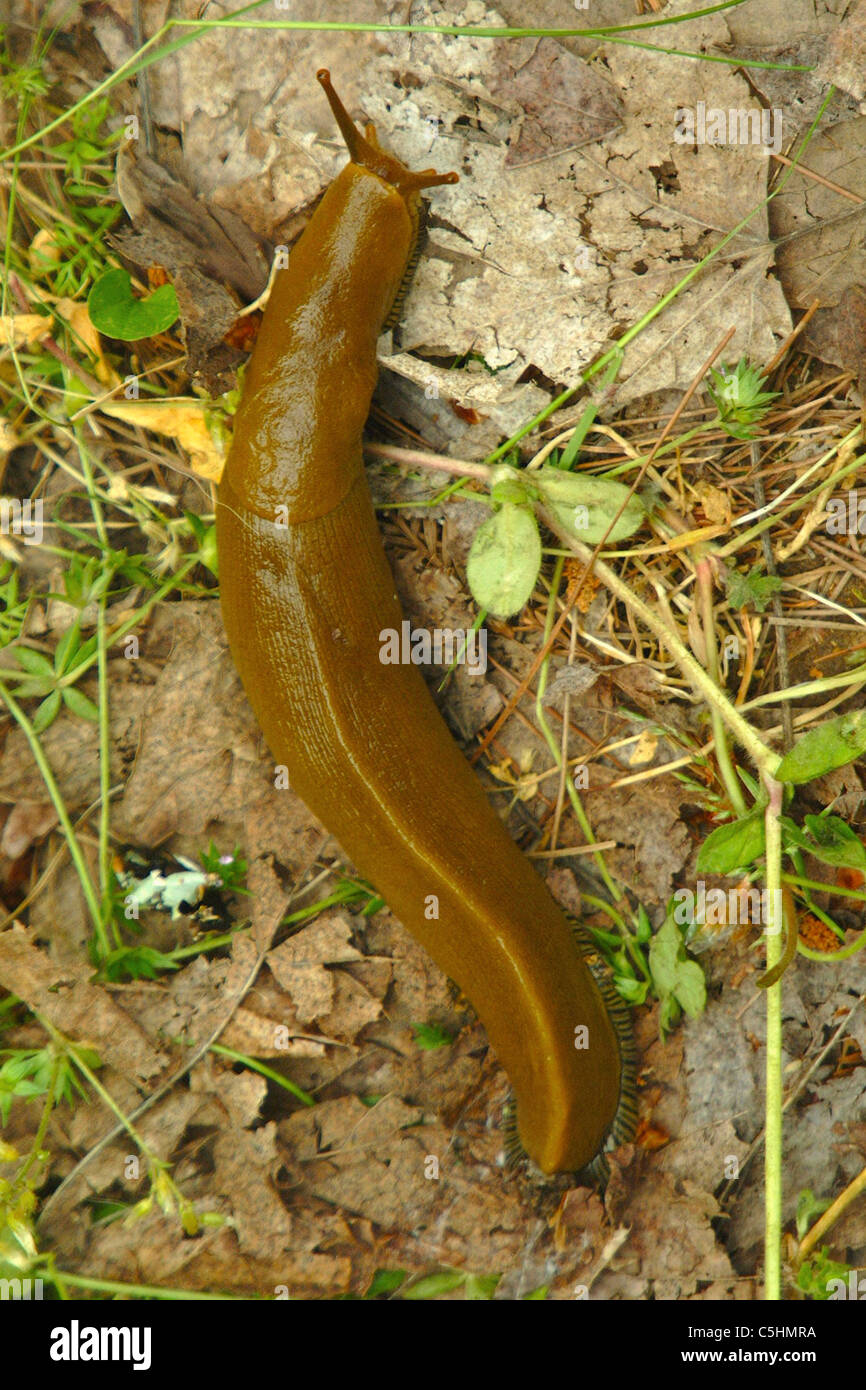 Banana slug in Occidental, California Stock Photo - Alamy
