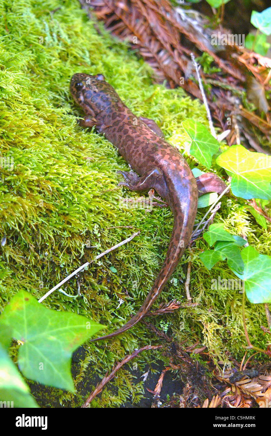 Pacific giant salamander hi-res stock photography and images - Alamy
