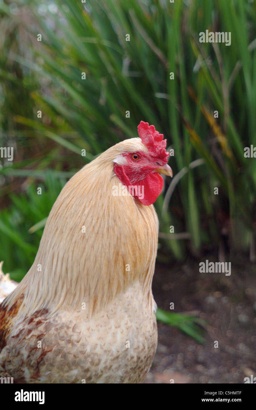 Rooster in Occidental California. The rooster is the town rooster, a ...