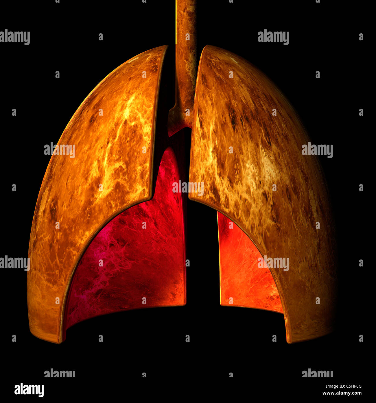 Human lungs, artwork Stock Photo - Alamy