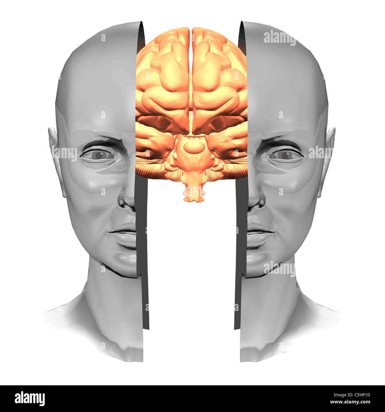 Fore brain hi-res stock photography and images - Alamy