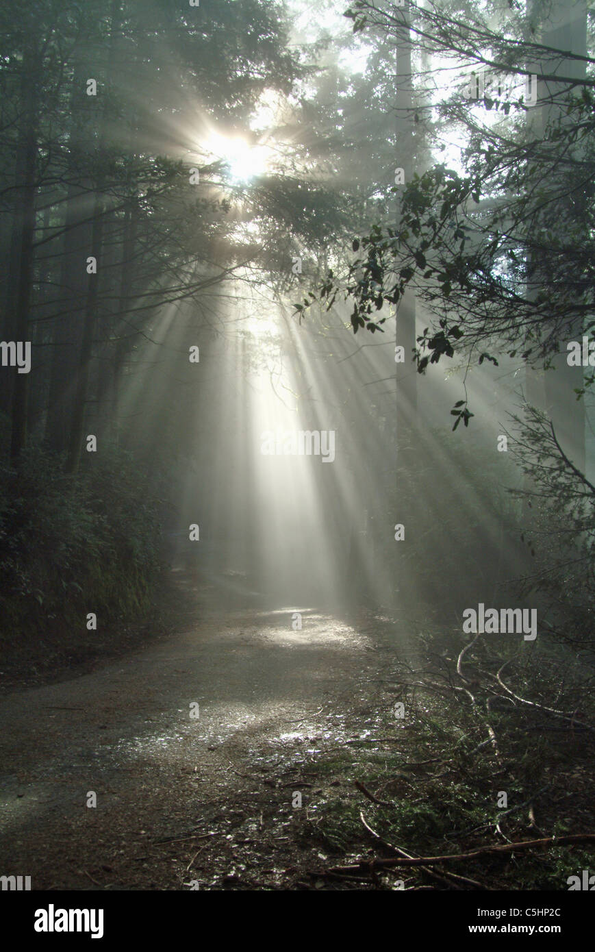 Scenic rays of light through the redwood trees in Occidental Califonria ...