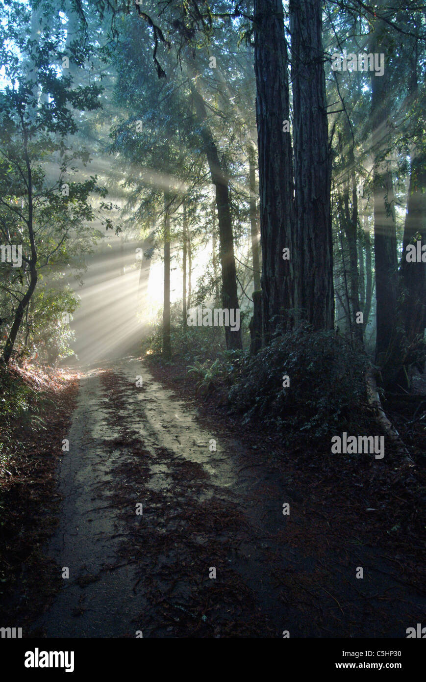 Scenic rays of light through the redwood trees in Occidental Califonria ...