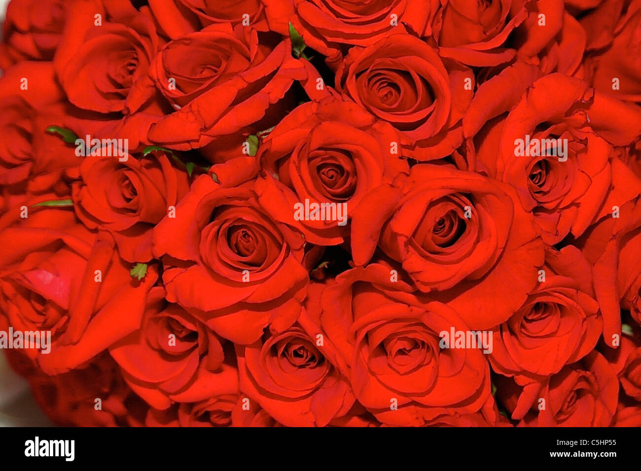 Tightly bunched red roses rose hi-res stock photography and images - Alamy