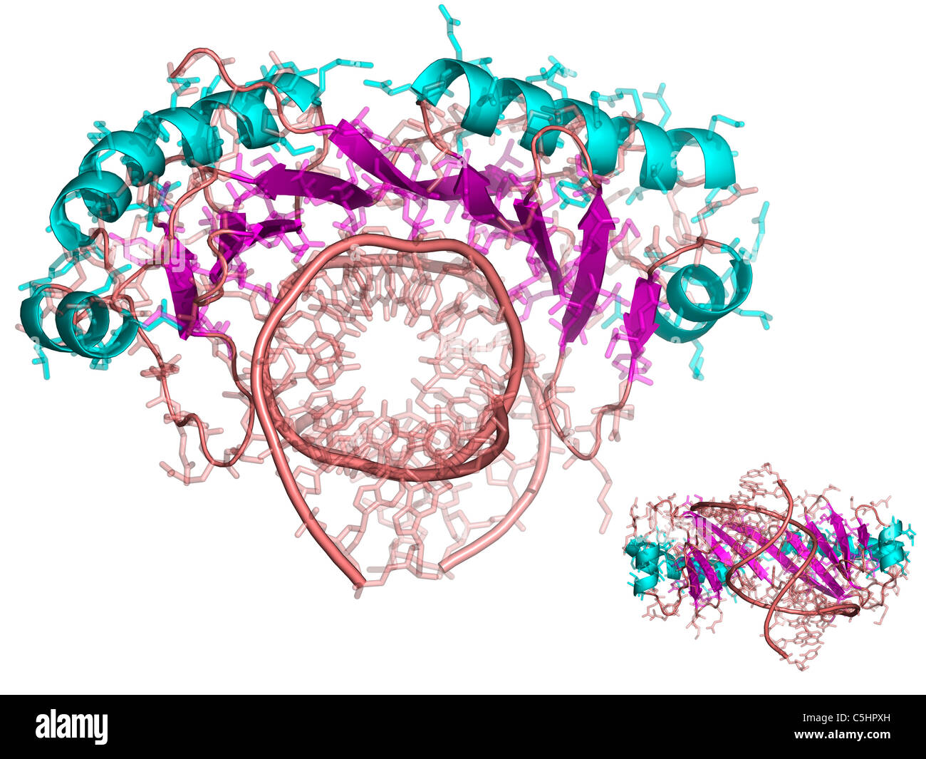 TATA box-binding protein, molecular model Stock Photo - Alamy