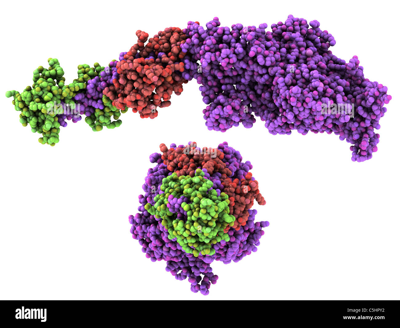 Molecular motor protein Stock Photo - Alamy