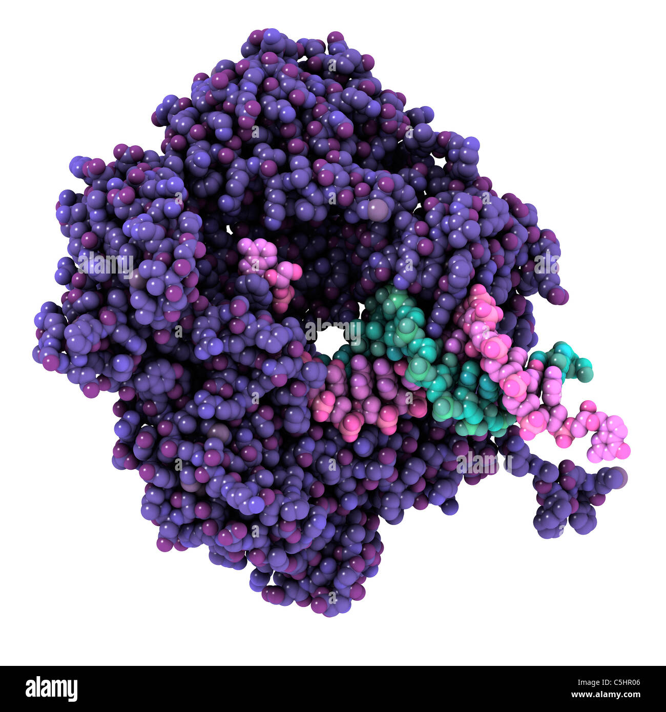 RNA polymerase alpha subunit Stock Photo - Alamy