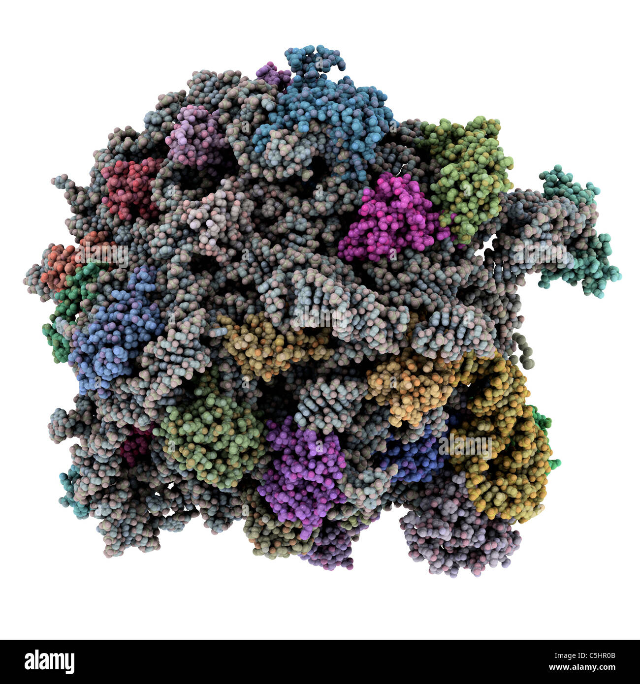 Ribosomal rna hi-res stock photography and images - Alamy