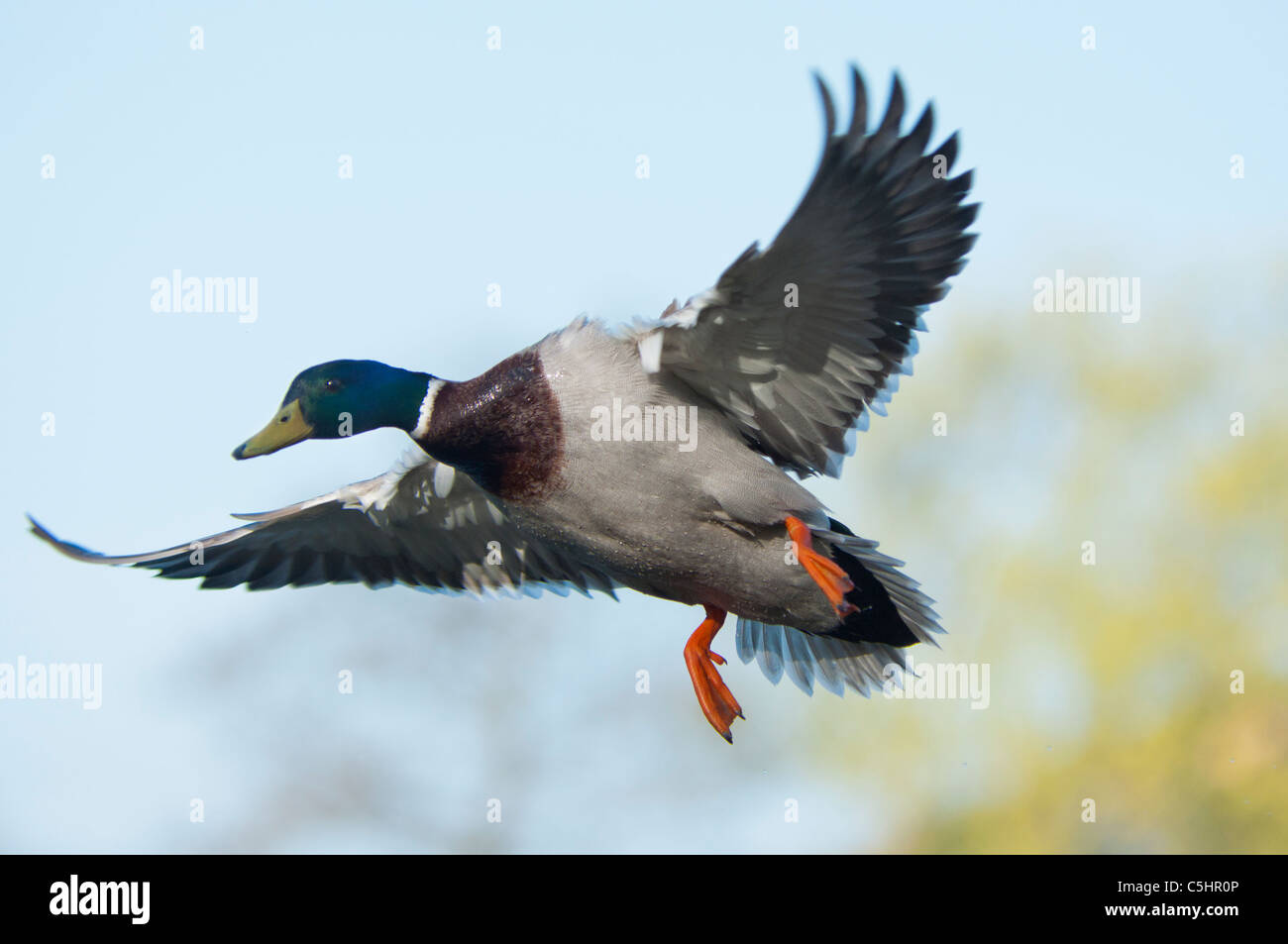 Flying Mallard Drake High Resolution Stock Photography and Images - Alamy
