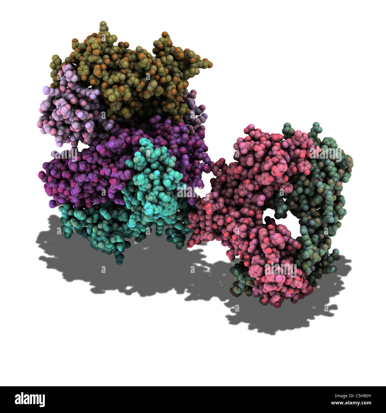 T cell receptor, molecular model Stock Photo - Alamy