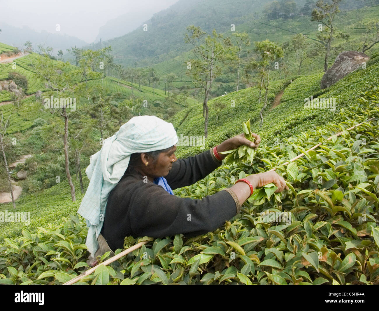 Workers pick leaves from tea plants growing on hillsides in tea estates ...