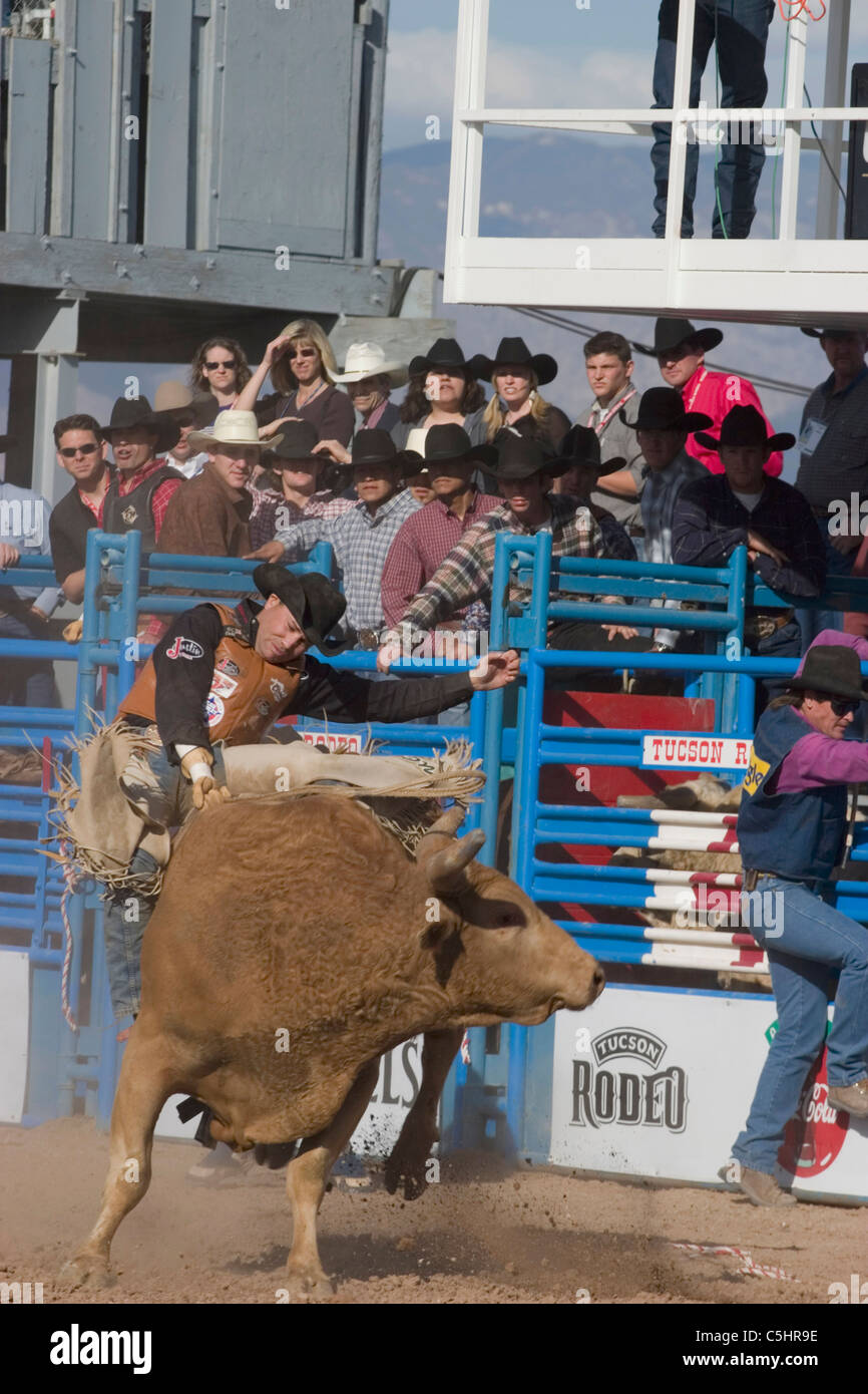 At the Tucson Rodeo riders in the bull riding competition in Tucson ...