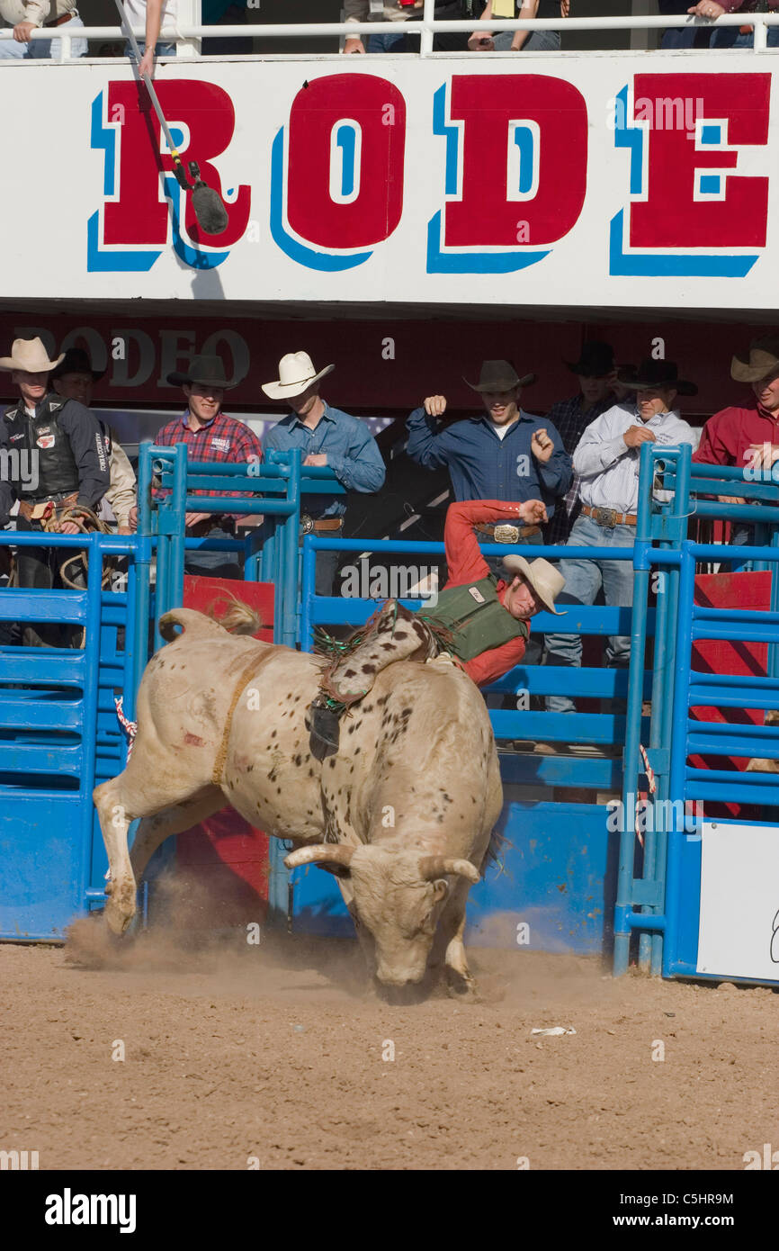 At the Tucson Rodeo riders in the bull riding competition in Tucson ...