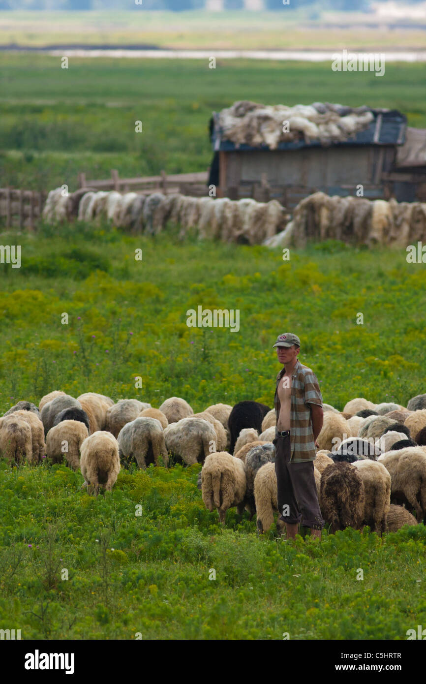 Sheepherder with his heard on a meadow in Moldavia. His shack is in the ...