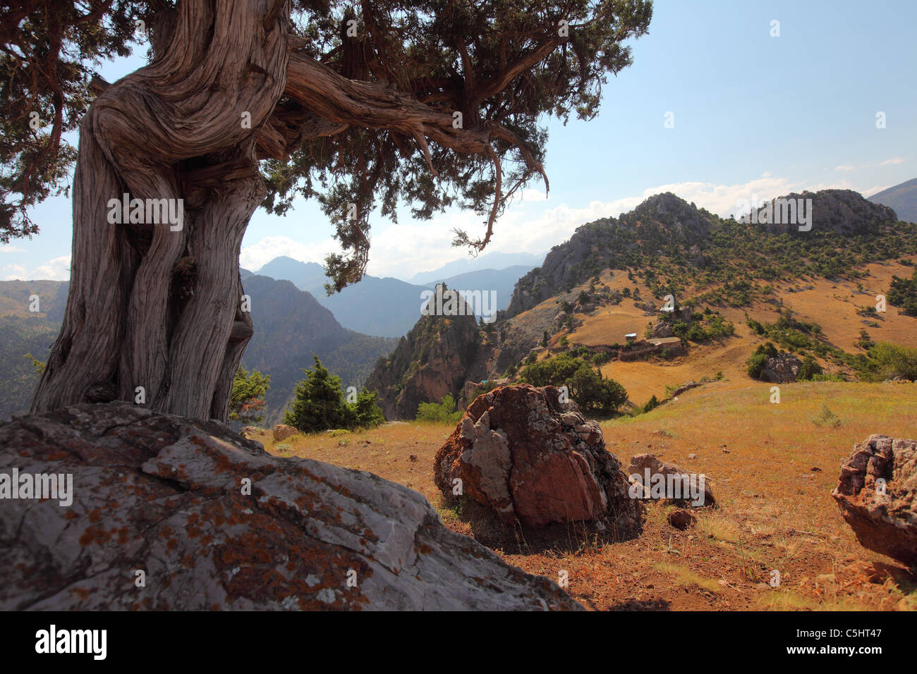 Of tarsus hi-res stock photography and images - Alamy