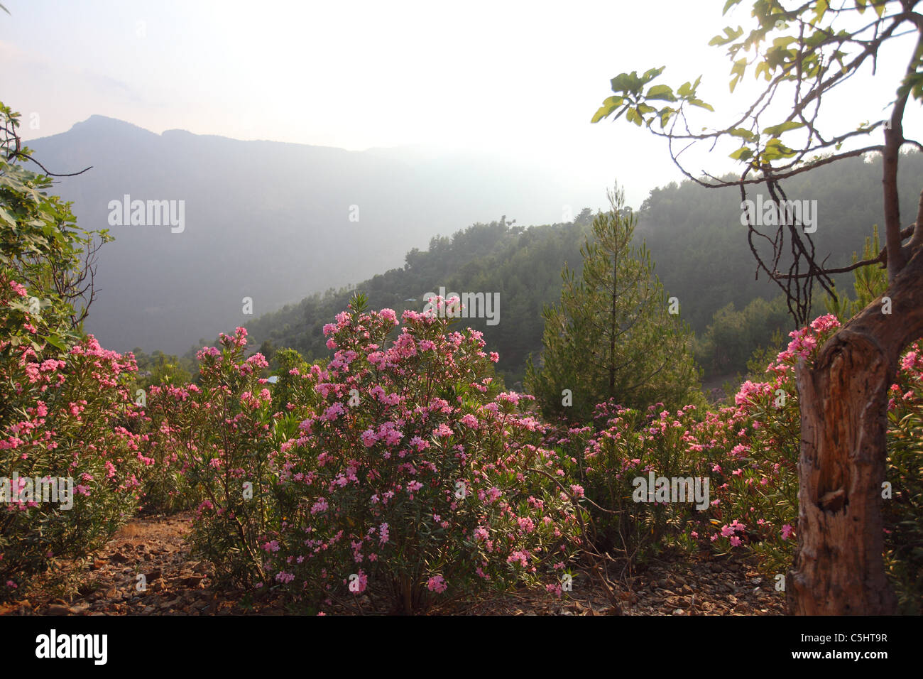 Turkey tarsus taurus mountain area hi-res stock photography and images ...