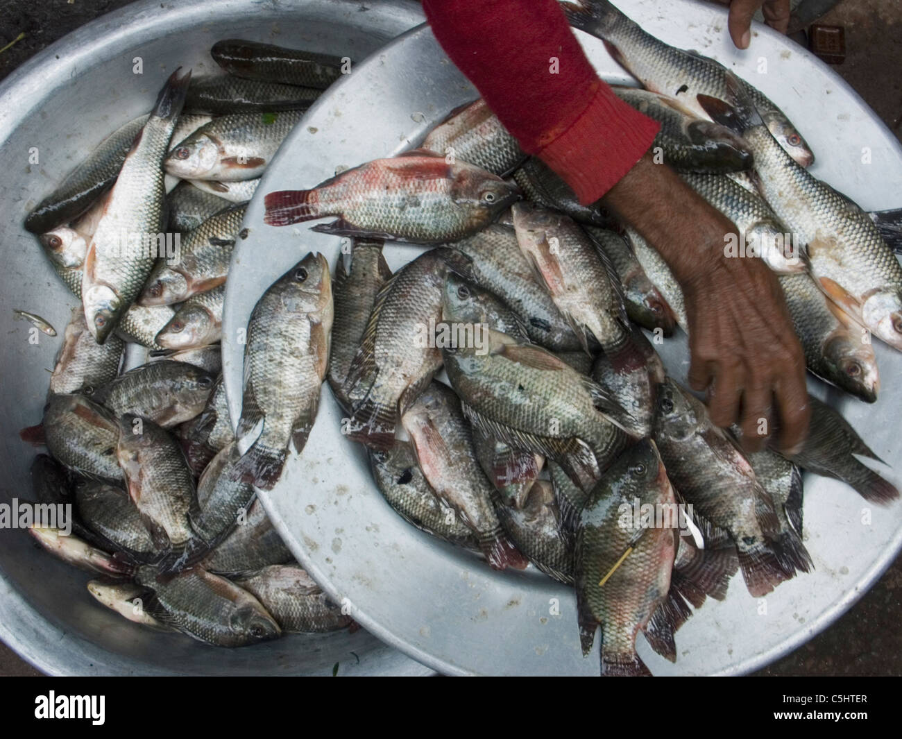 Bangladesh fish market hi-res stock photography and images - Alamy