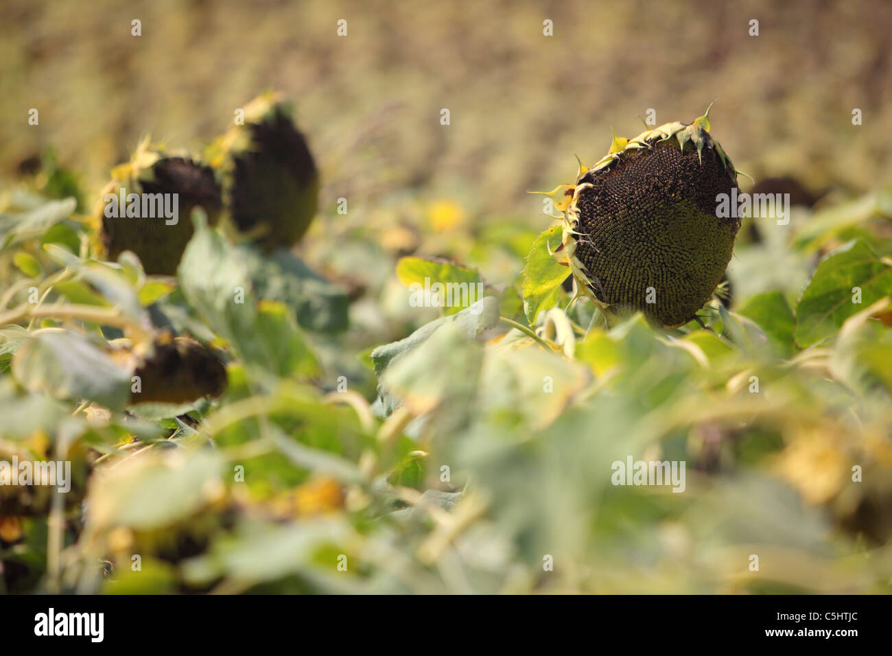 summer sun and sunflower sunflowers, produce growing sunflower seeds ...