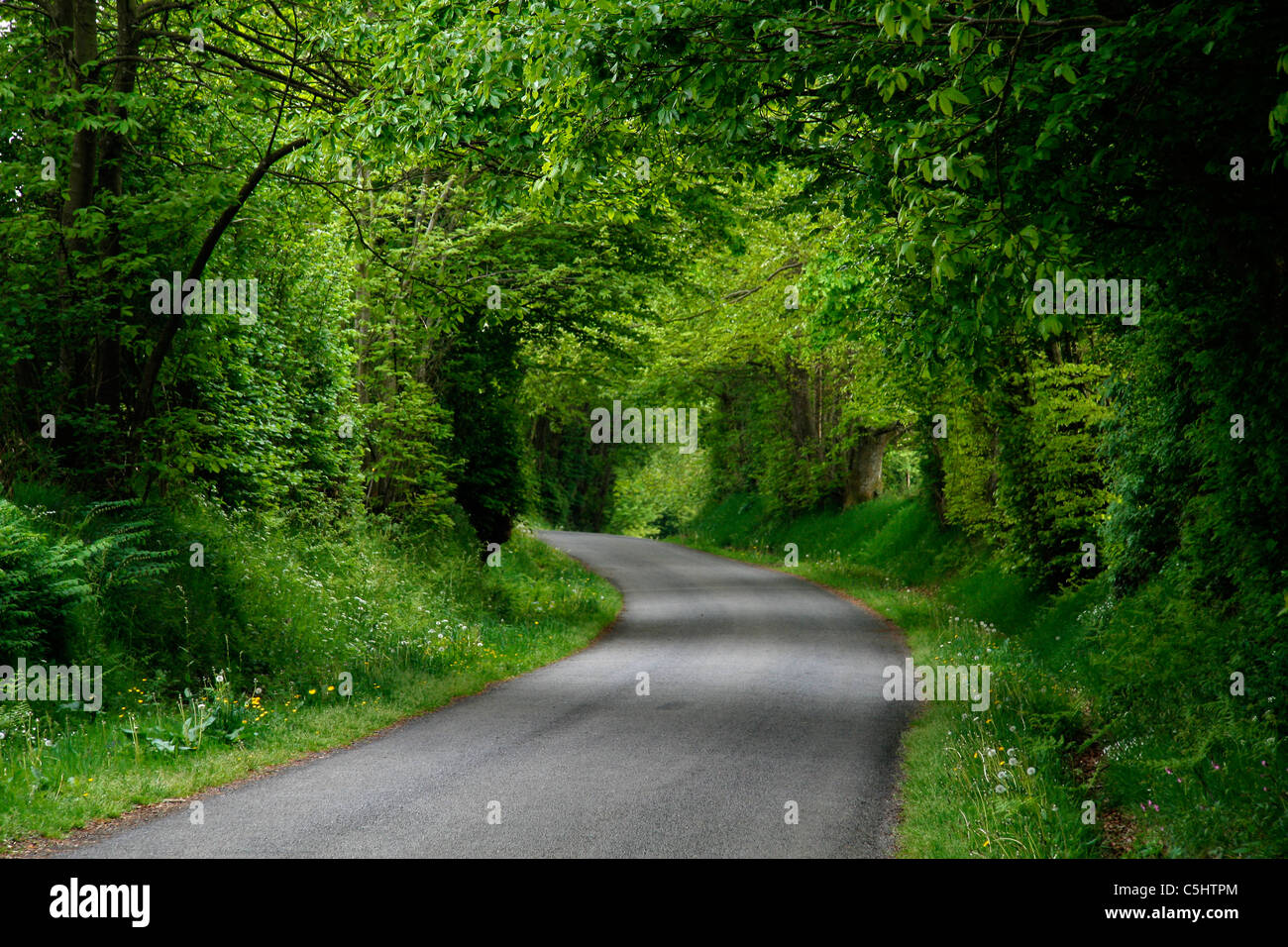 A small road in the countryside, in the spring (Normandy, France Stock ...