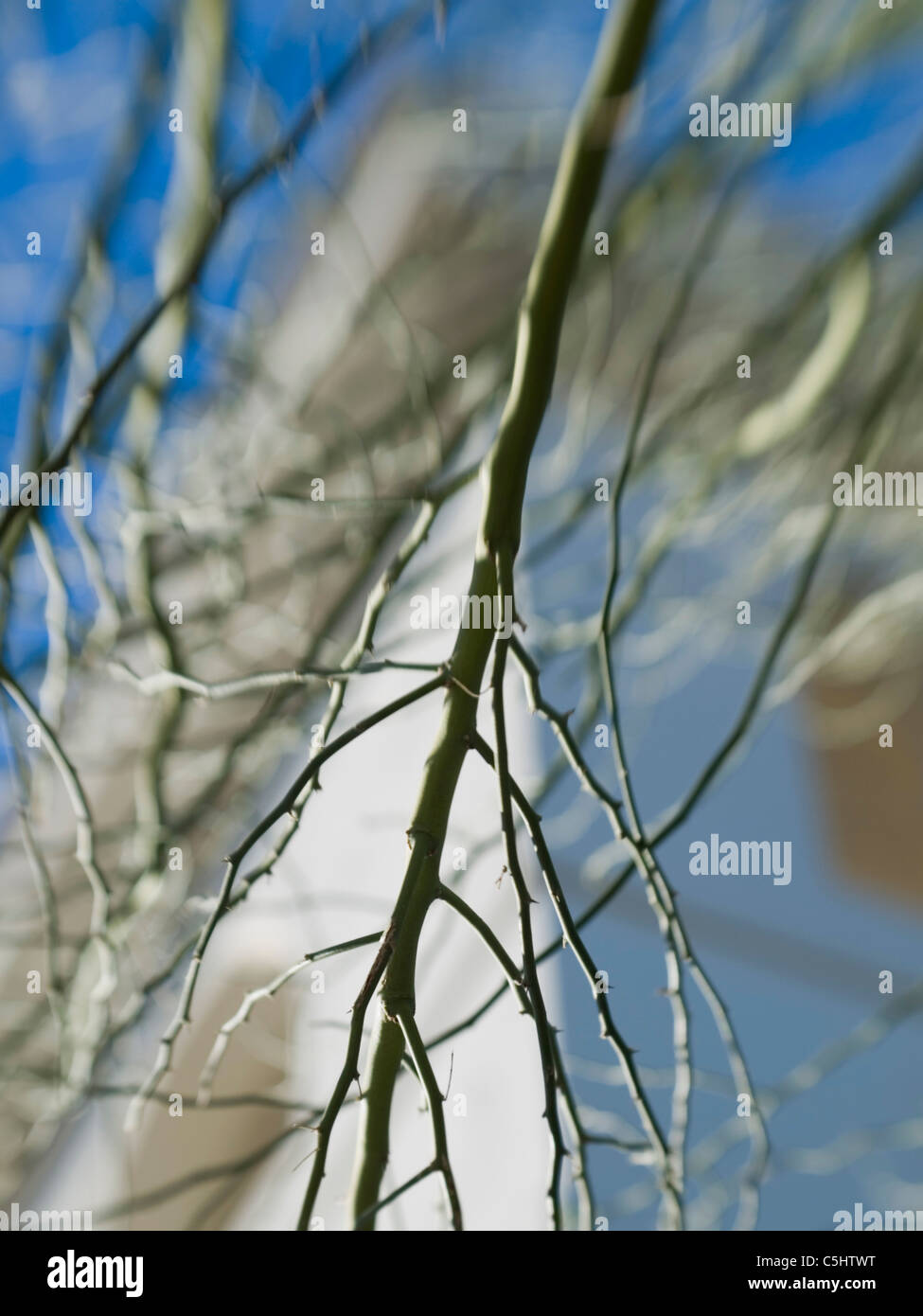 Architectural details of an historic Jewish Synagogue in Tucson ...