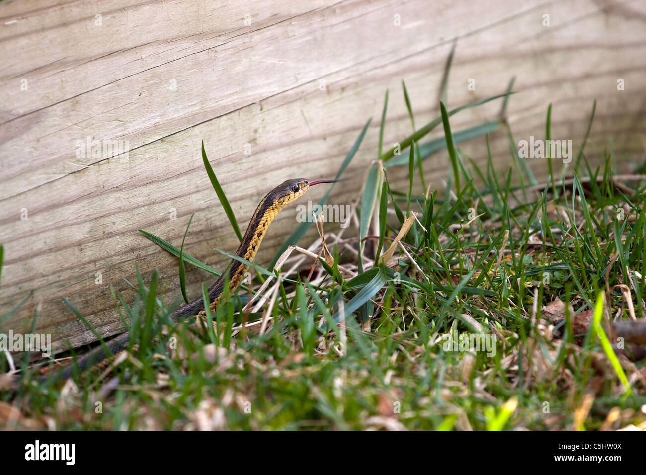 A black and yellow North American Garter snake slithering through the ...