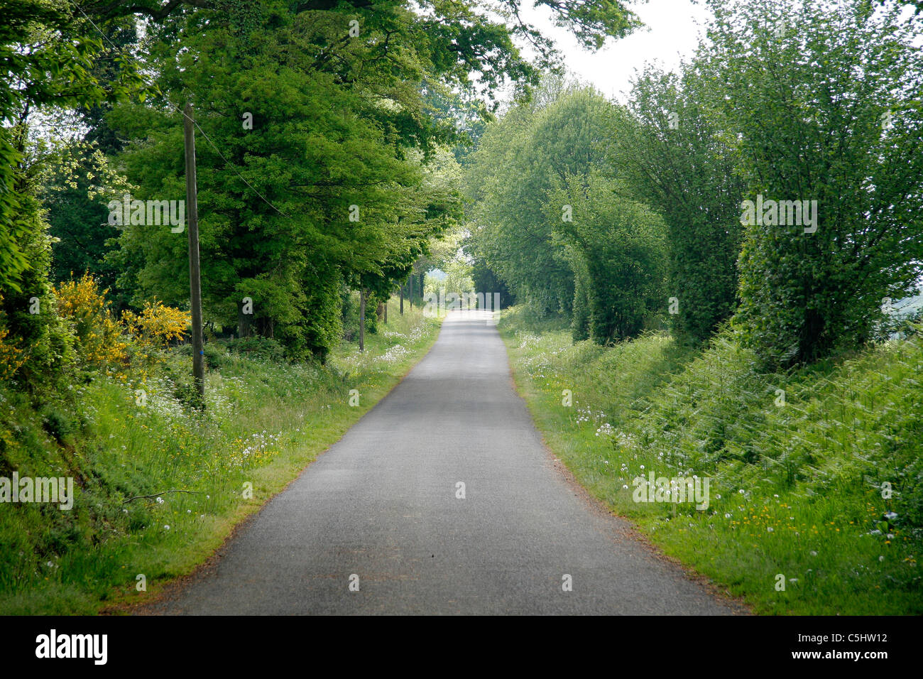 A small road in the countryside, in the spring (Normandy, France Stock ...