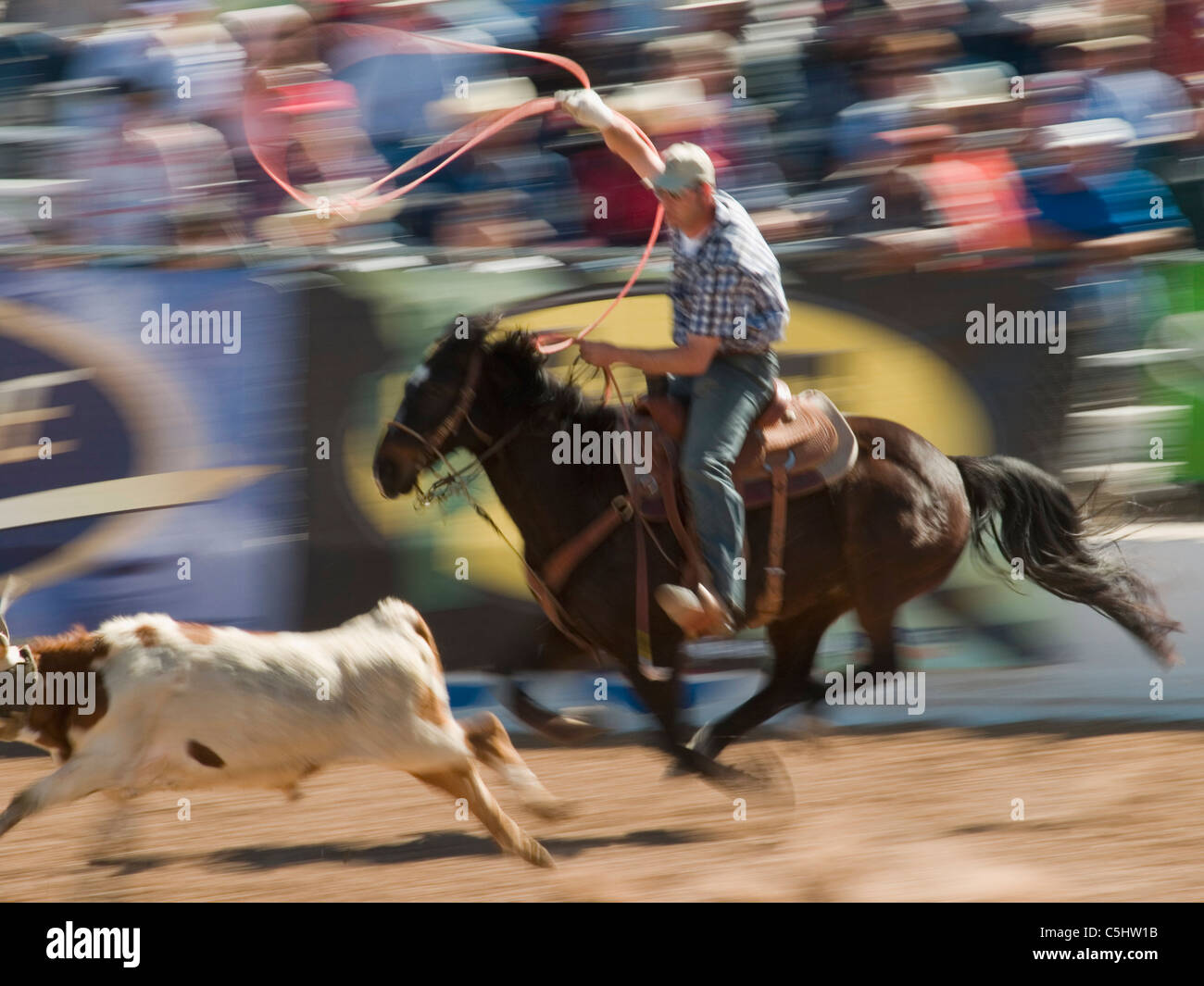 Bull riding in an arizona rodeo hi-res stock photography and images - Alamy