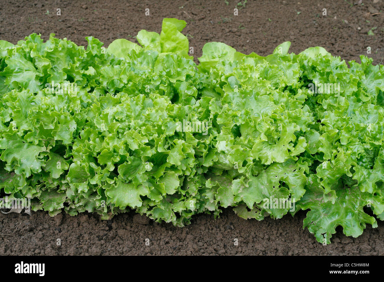 Batavia lettuce "Golden Spring" in a vegetable garden Stock Photo - Alamy