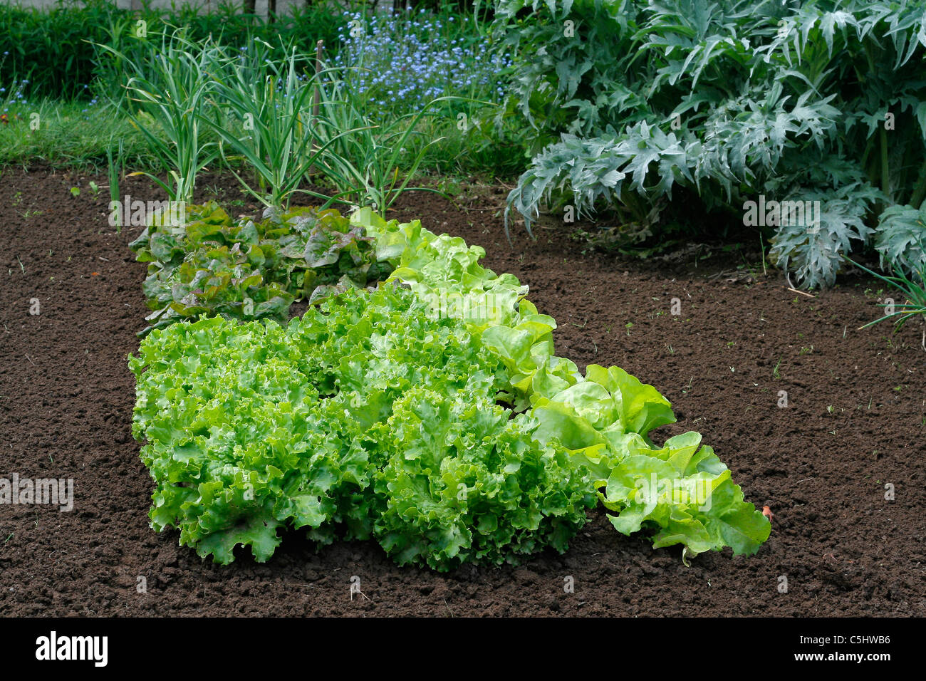 Lactuca mixed hi-res stock photography and images - Alamy