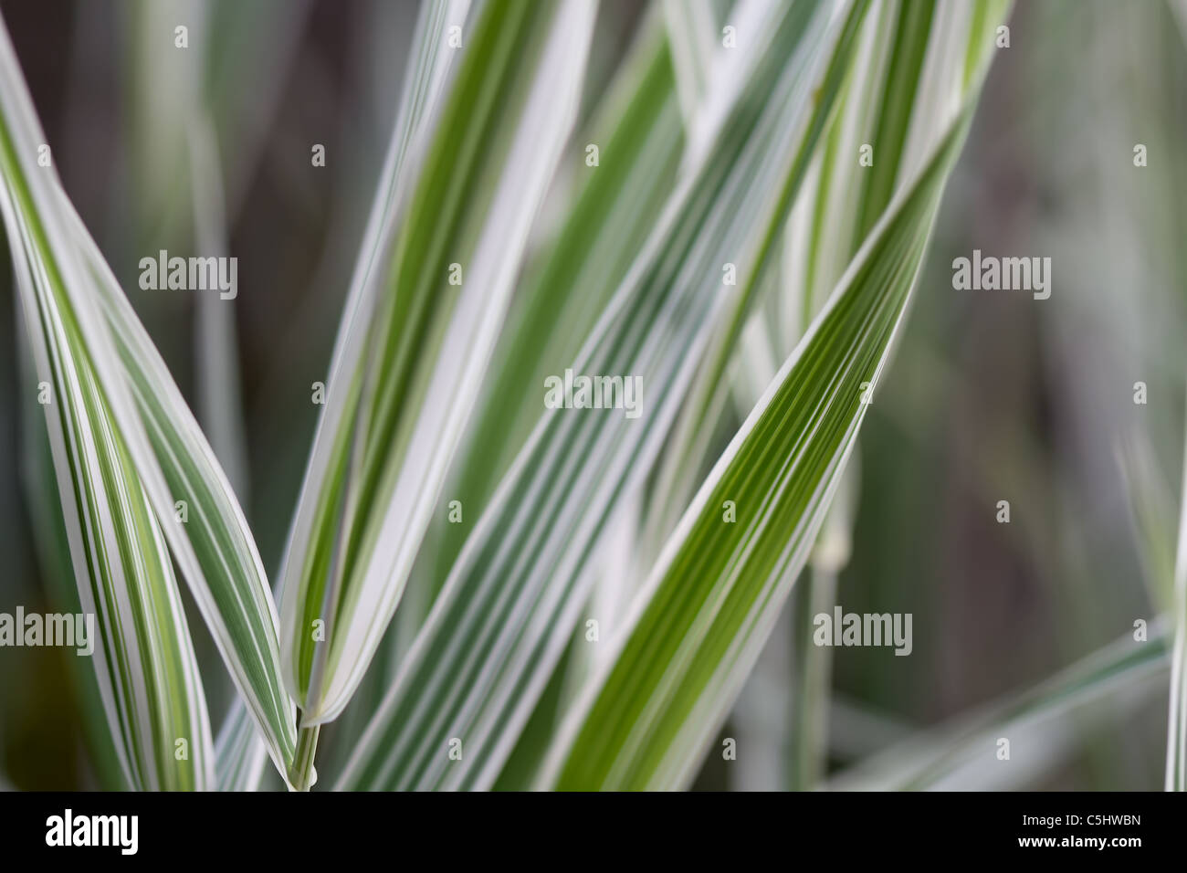 Ribbon plant hi-res stock photography and images - Alamy