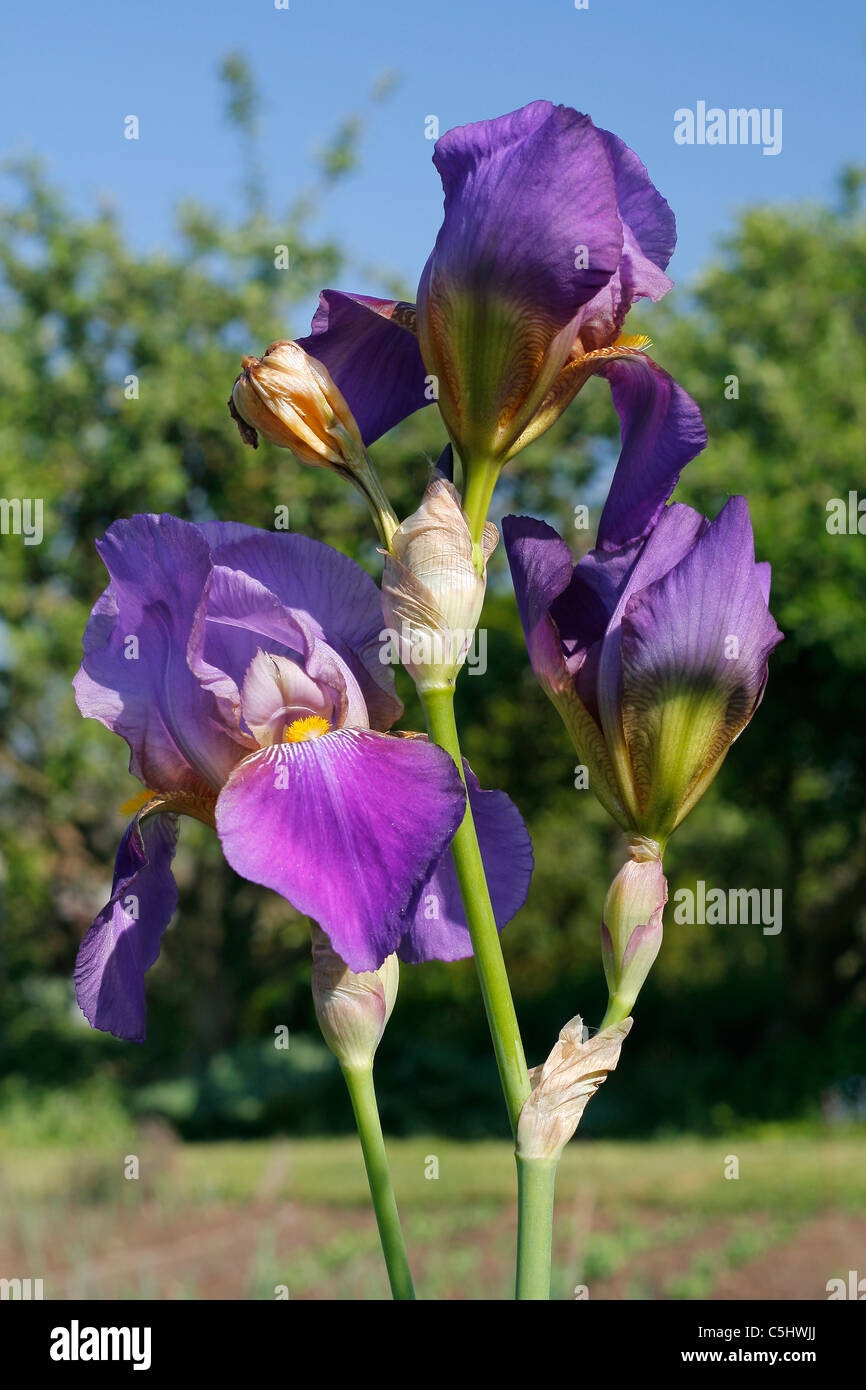 Flag iris germanica hi-res stock photography and images - Alamy