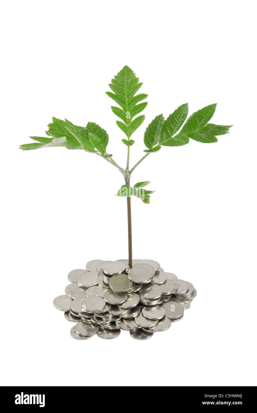 Green plant growing from the coins. Money financial concept Stock Photo ...
