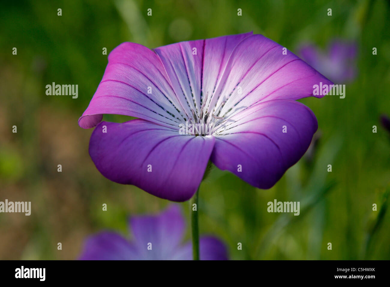 Agrostemma hi-res stock photography and images - Alamy