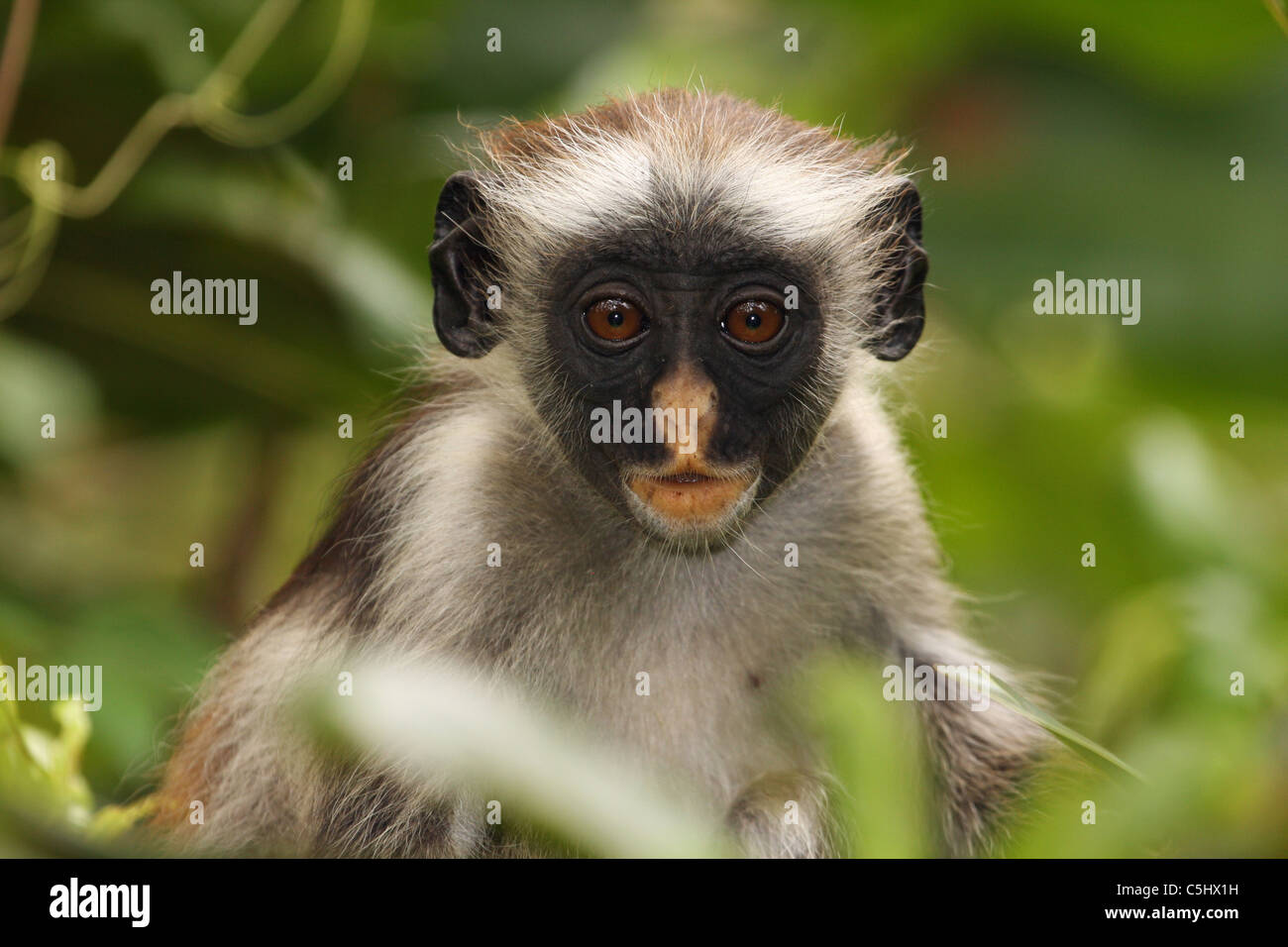 Colobus monkey hi-res stock photography and images - Alamy