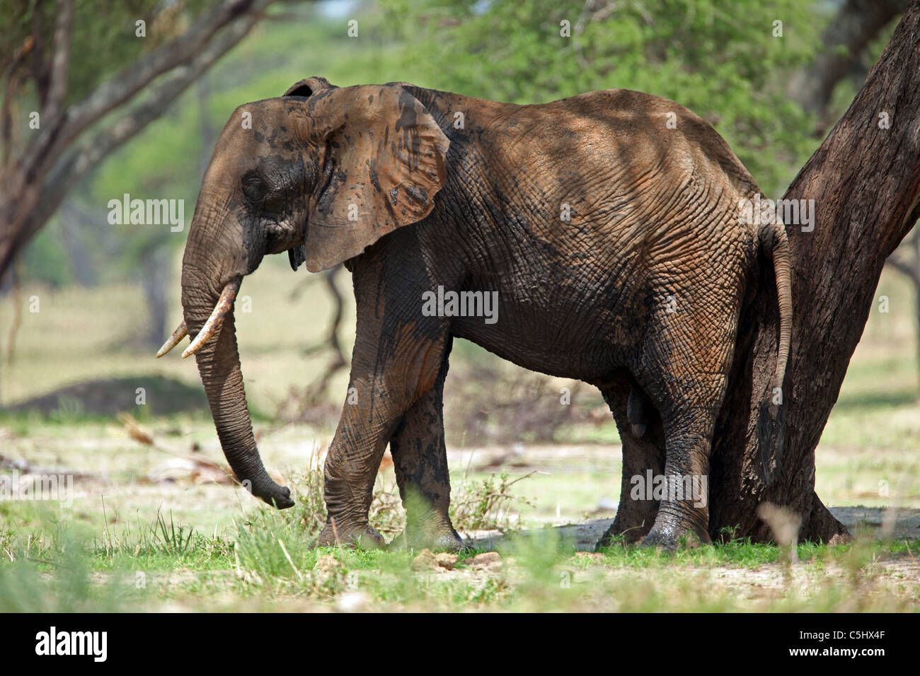 An elephant scratching his back on a tree Serengeti Tanzania Stock ...