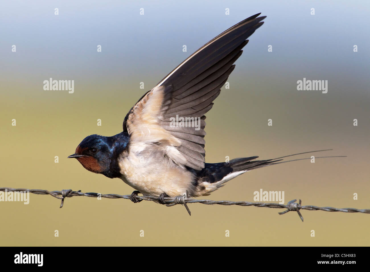 Barn Swallow Flight High Resolution Stock Photography and Images - Alamy