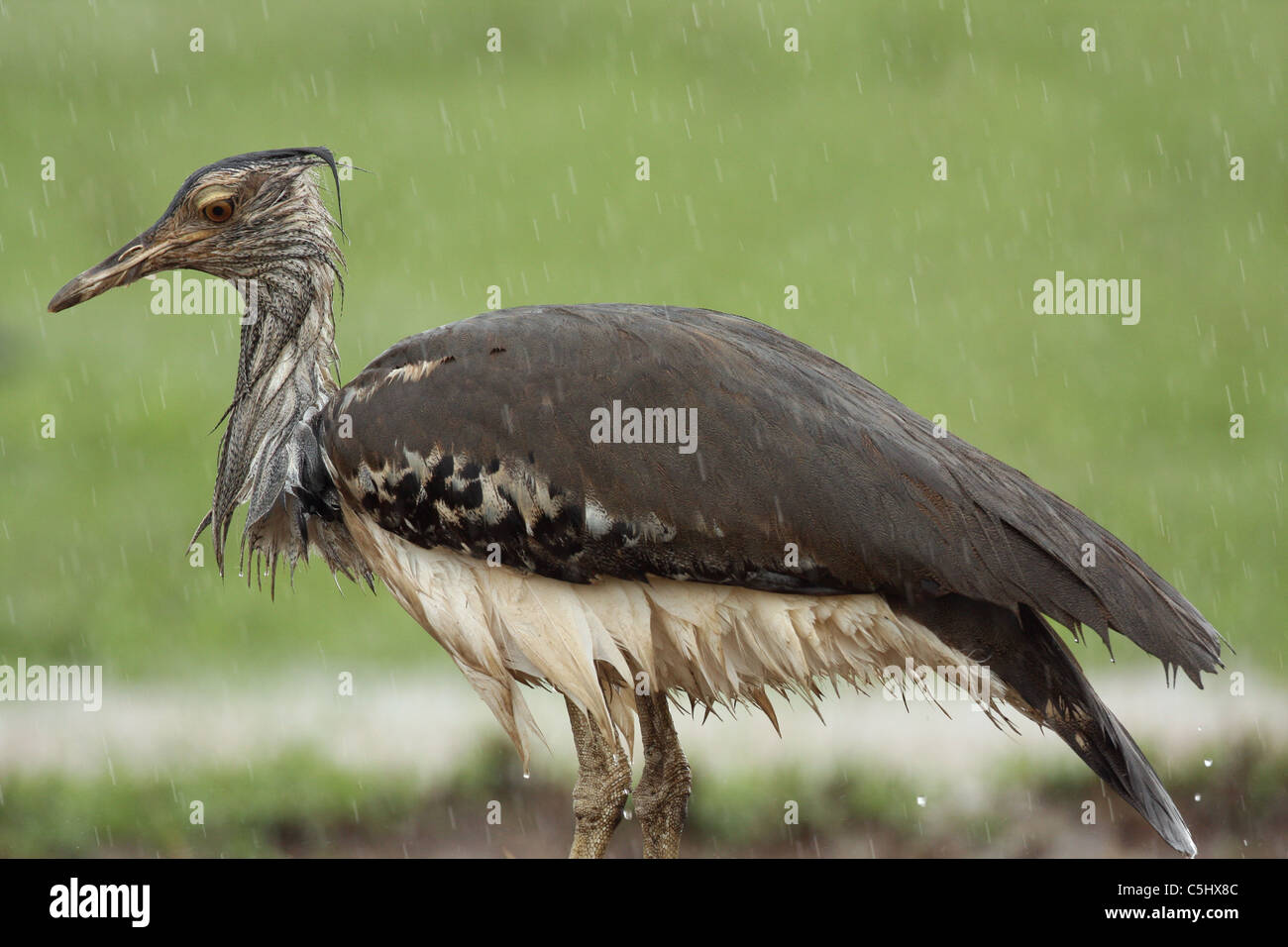 Arabian Bustard, Ardeotis arabs, under rain Serengeti Tanzania Stock ...