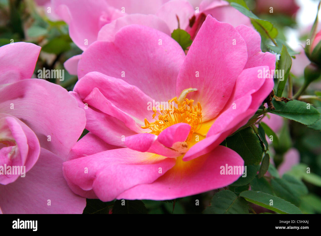 Rose rosa marguerite hilling hi-res stock photography and images - Alamy