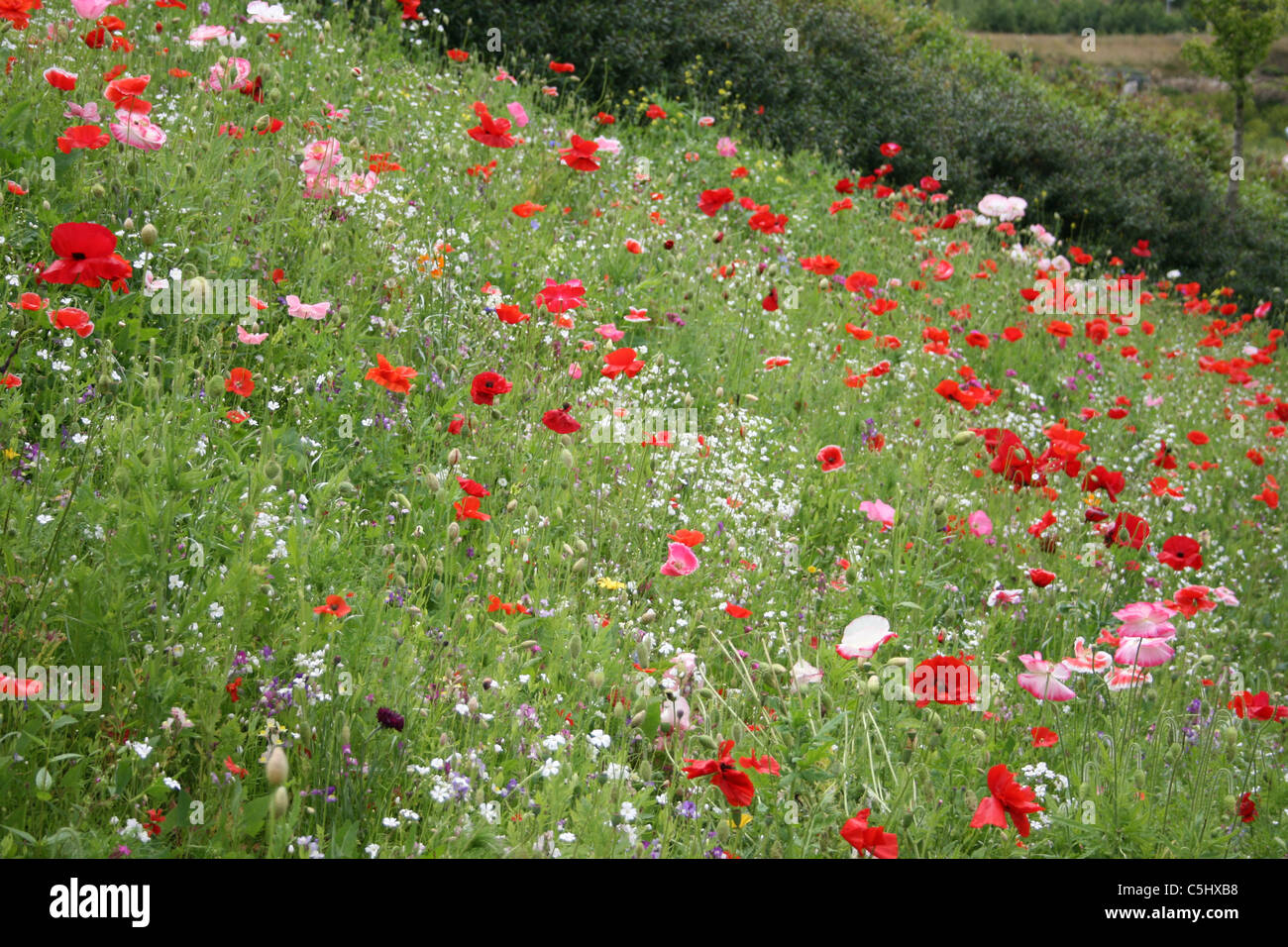 Poppies at the Eden Project in Cornwall Stock Photo - Alamy