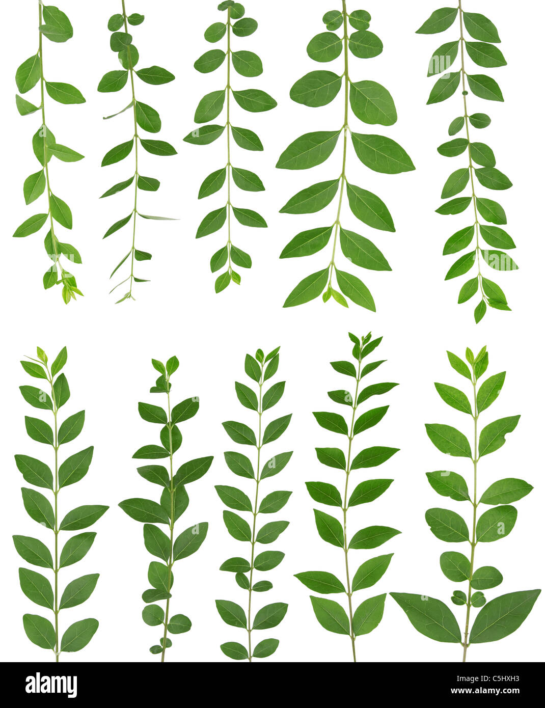 different green leaf branch on white background Stock Photo - Alamy