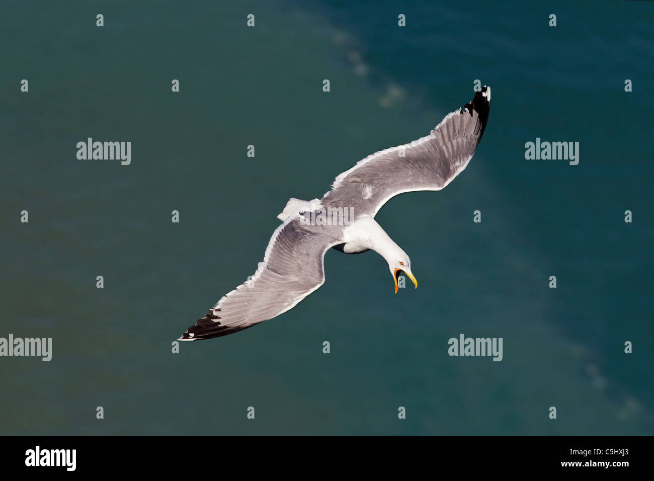 An adult Yellow legged Gull flying around Gibraltar Stock Photo - Alamy