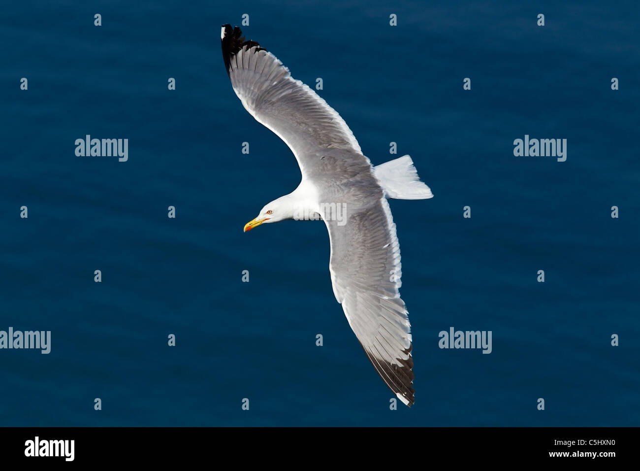 Adult mediterranean gull hi-res stock photography and images - Alamy