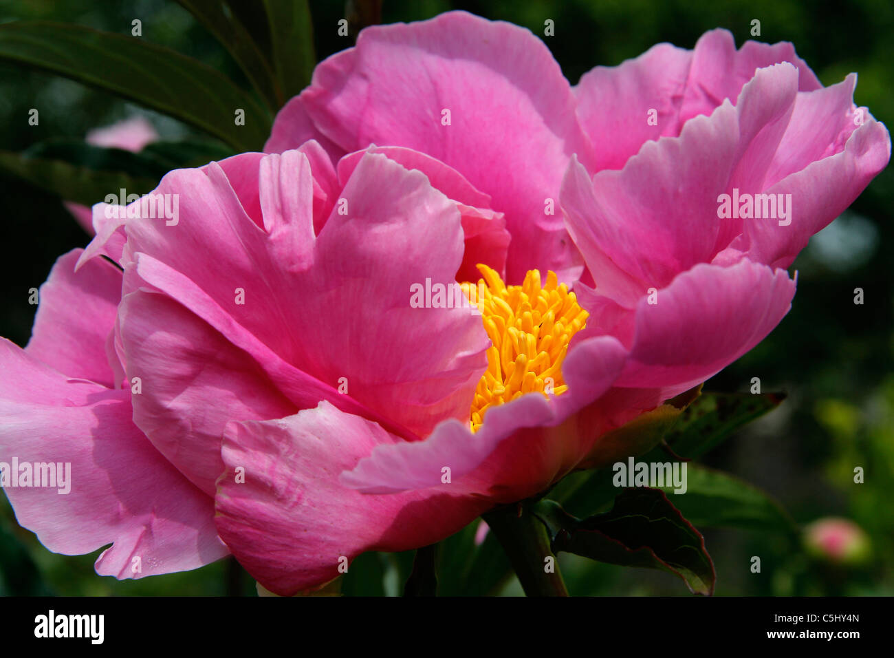 Paeonia lactiflora in summer hi-res stock photography and images - Alamy