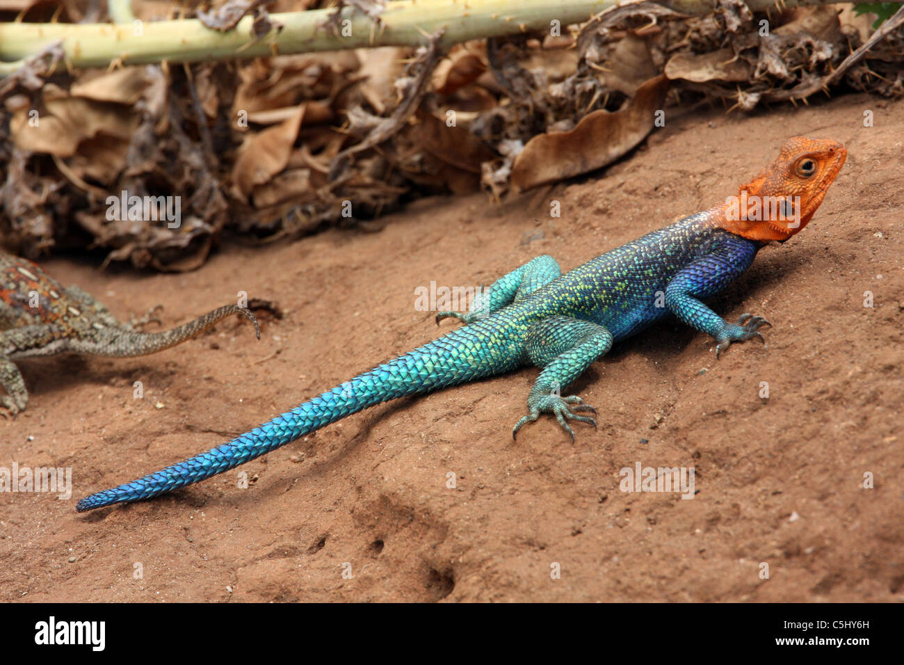 Red headed rock agama, Agama agama, Serengeti Tanzania Stock Photo - Alamy