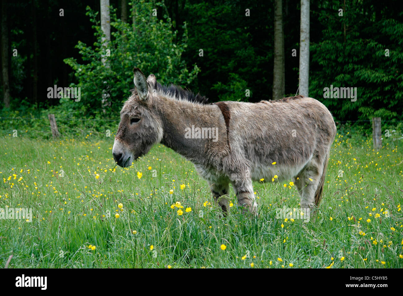 Norman donkey in a field in Normandy Stock Photo - Alamy