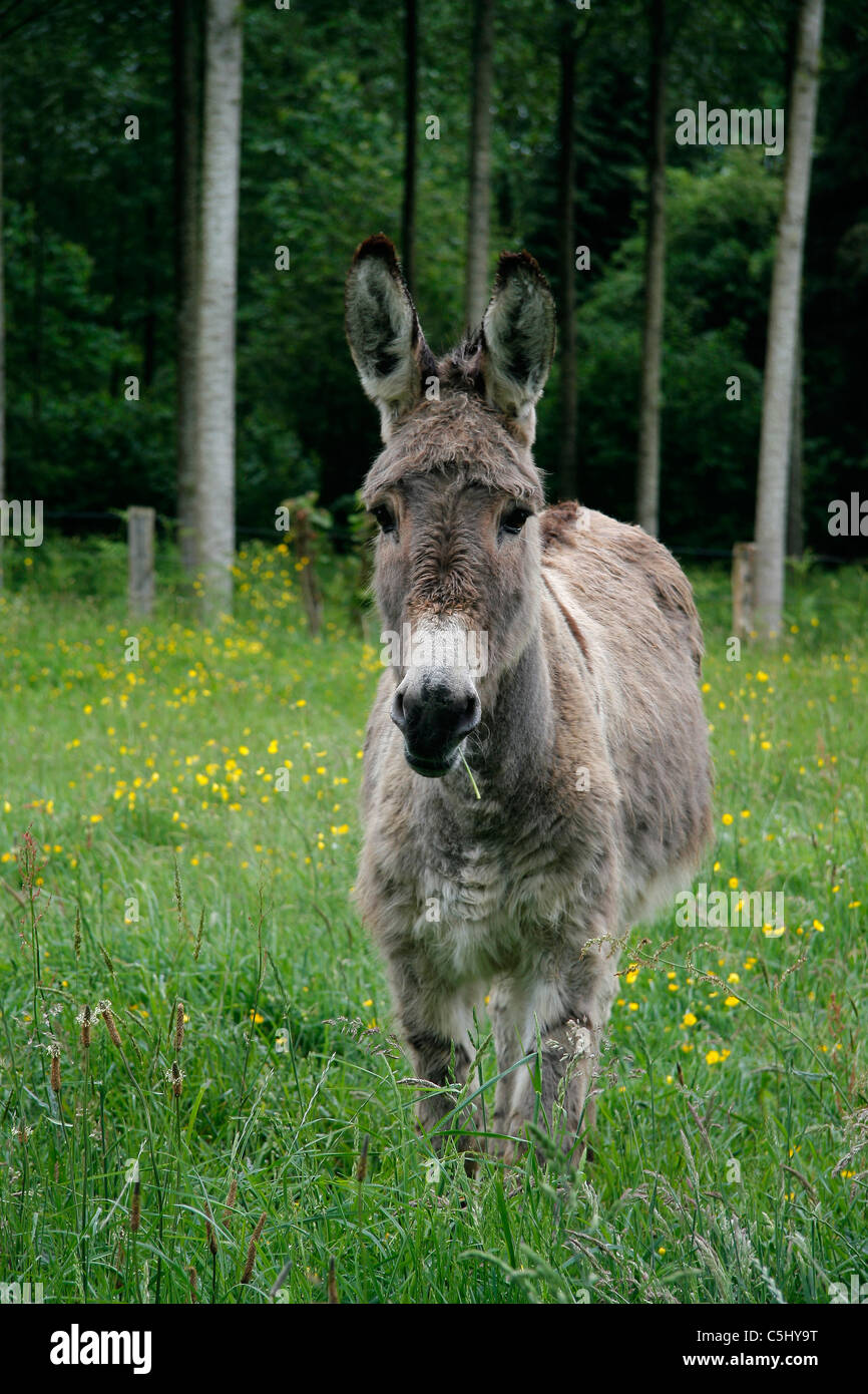 Norman donkey hi-res stock photography and images - Alamy