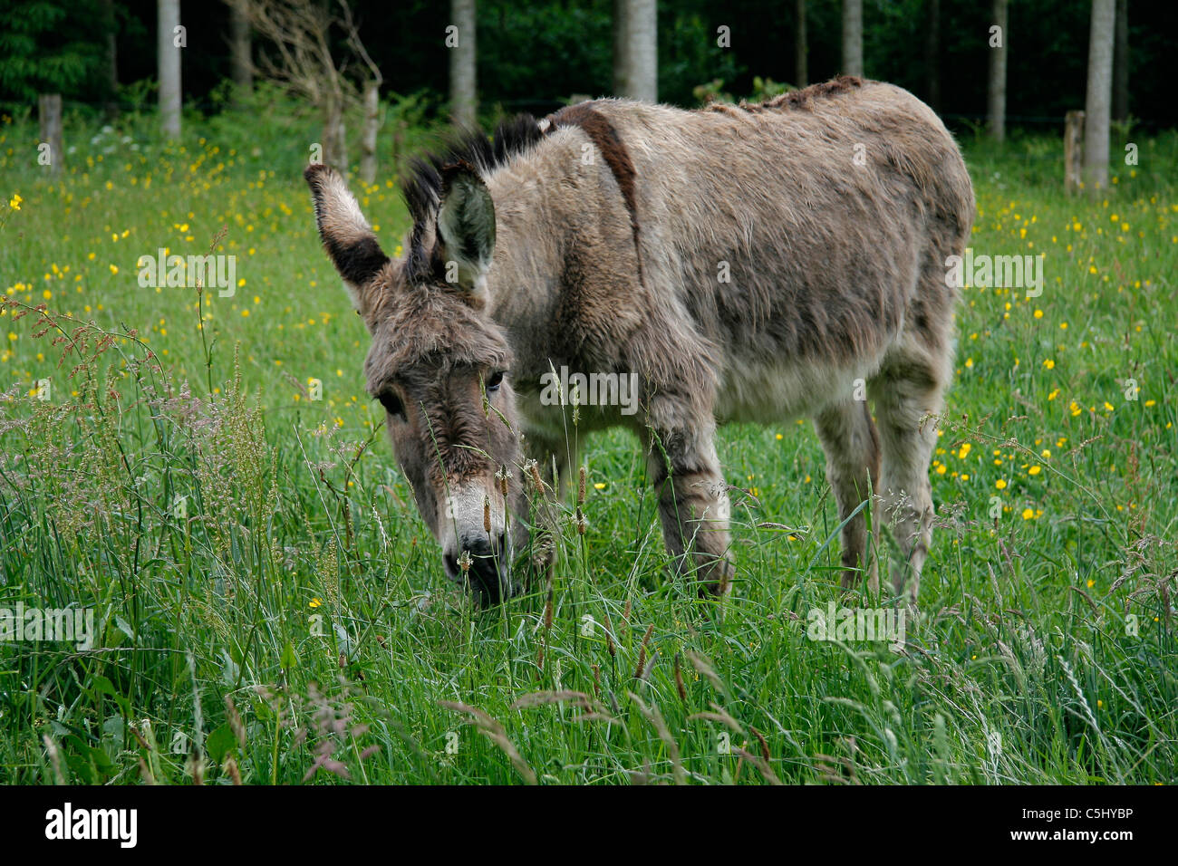 Norman donkey in a field in Normandy Stock Photo - Alamy